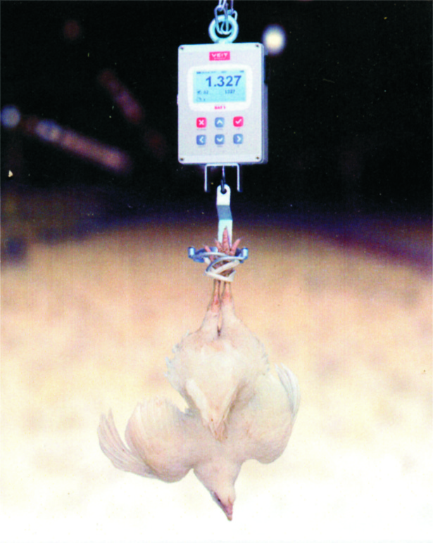 Poultry Scales System – Automation master
