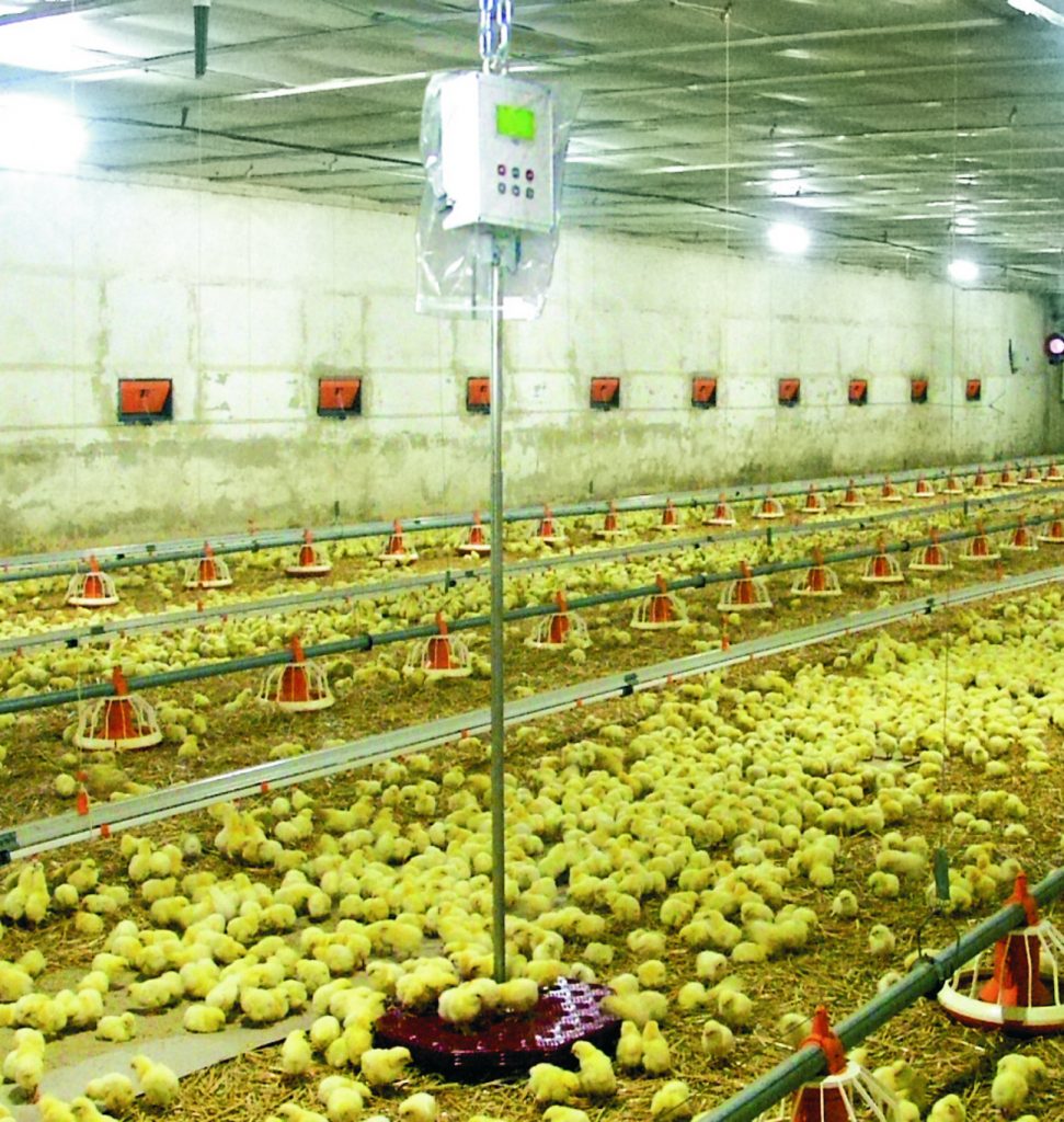 Poultry Scales System – Automation master