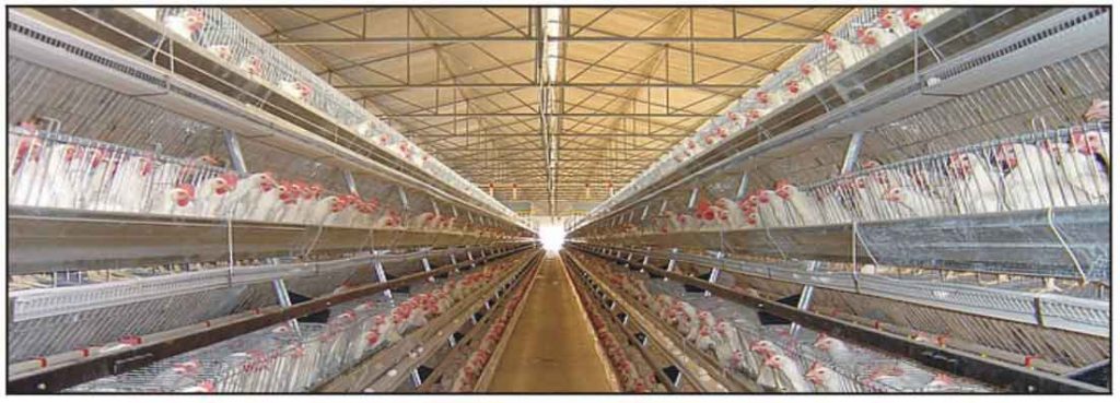 Cage System – Automation master