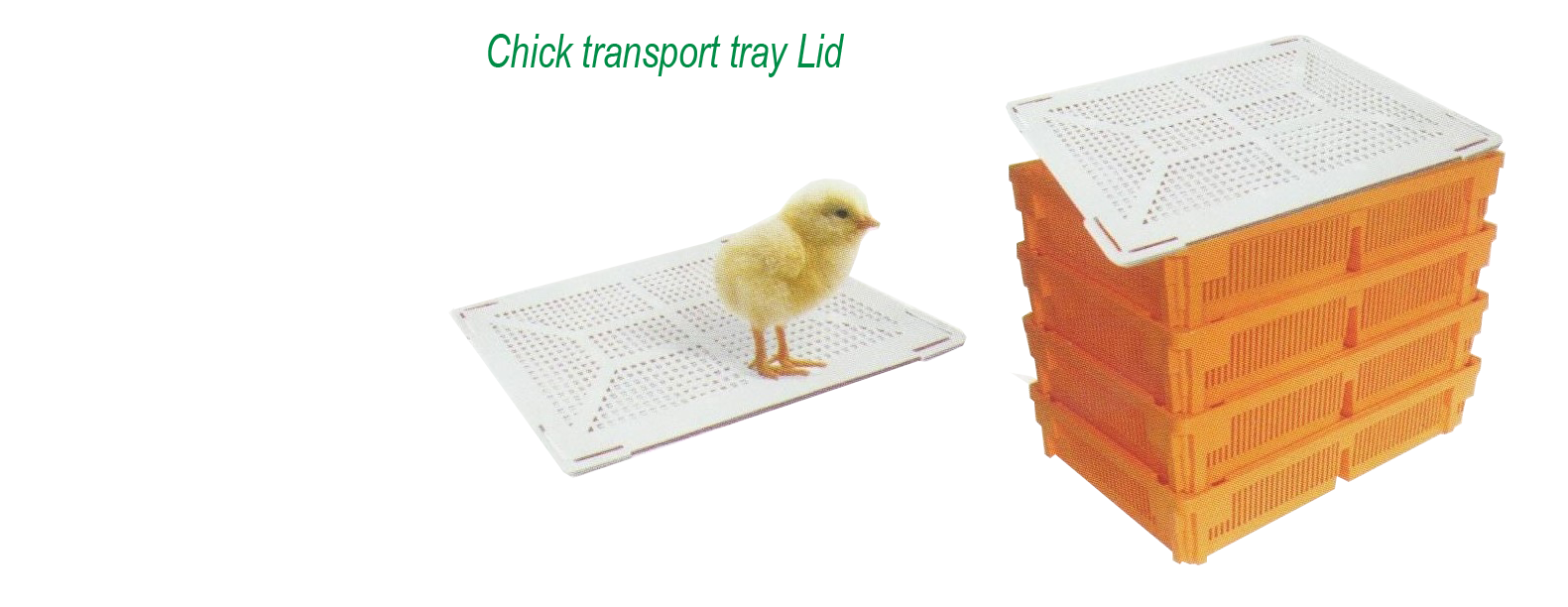 Chick Transporting Trays – Automation master